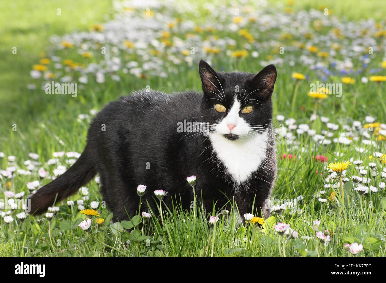 Black And White Tuxedo Cat Outside High Resolution Stock Photography ...