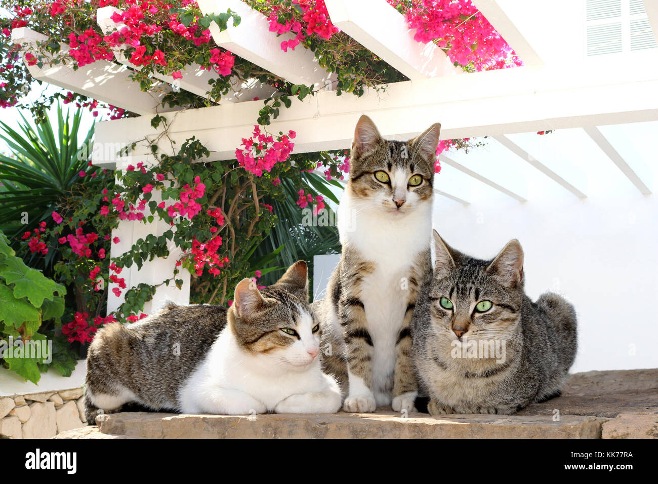 Three cats hi-res stock photography and images - Alamy