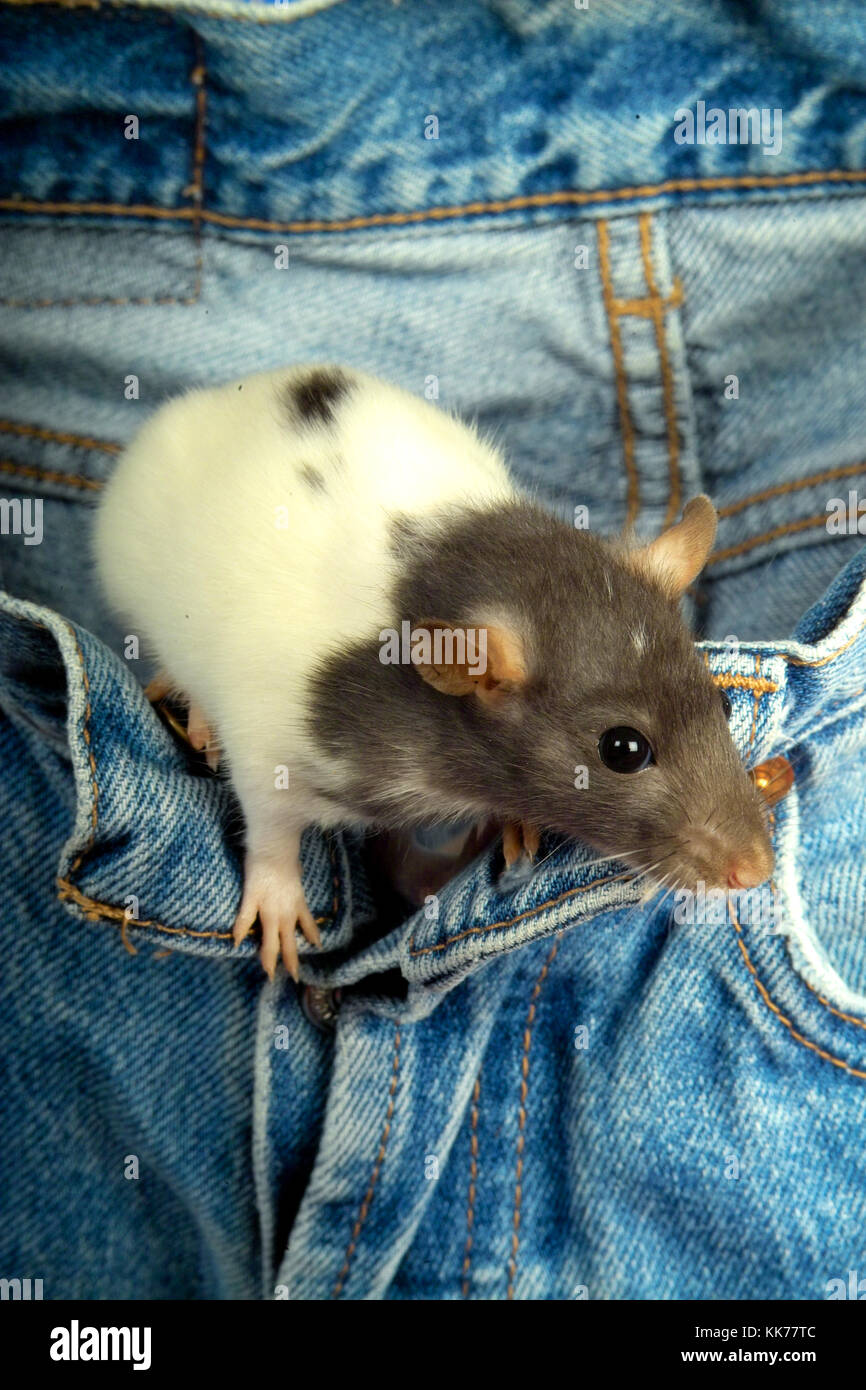 Cute looking rat hi-res stock photography and images - Alamy