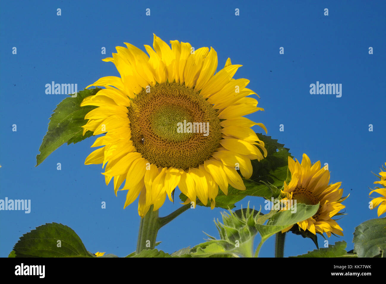 Sunflower flower blossom blue hi-res stock photography and images - Alamy