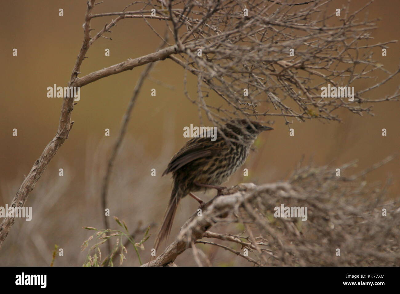 New Zealand fernbird Stock Photo - Alamy
