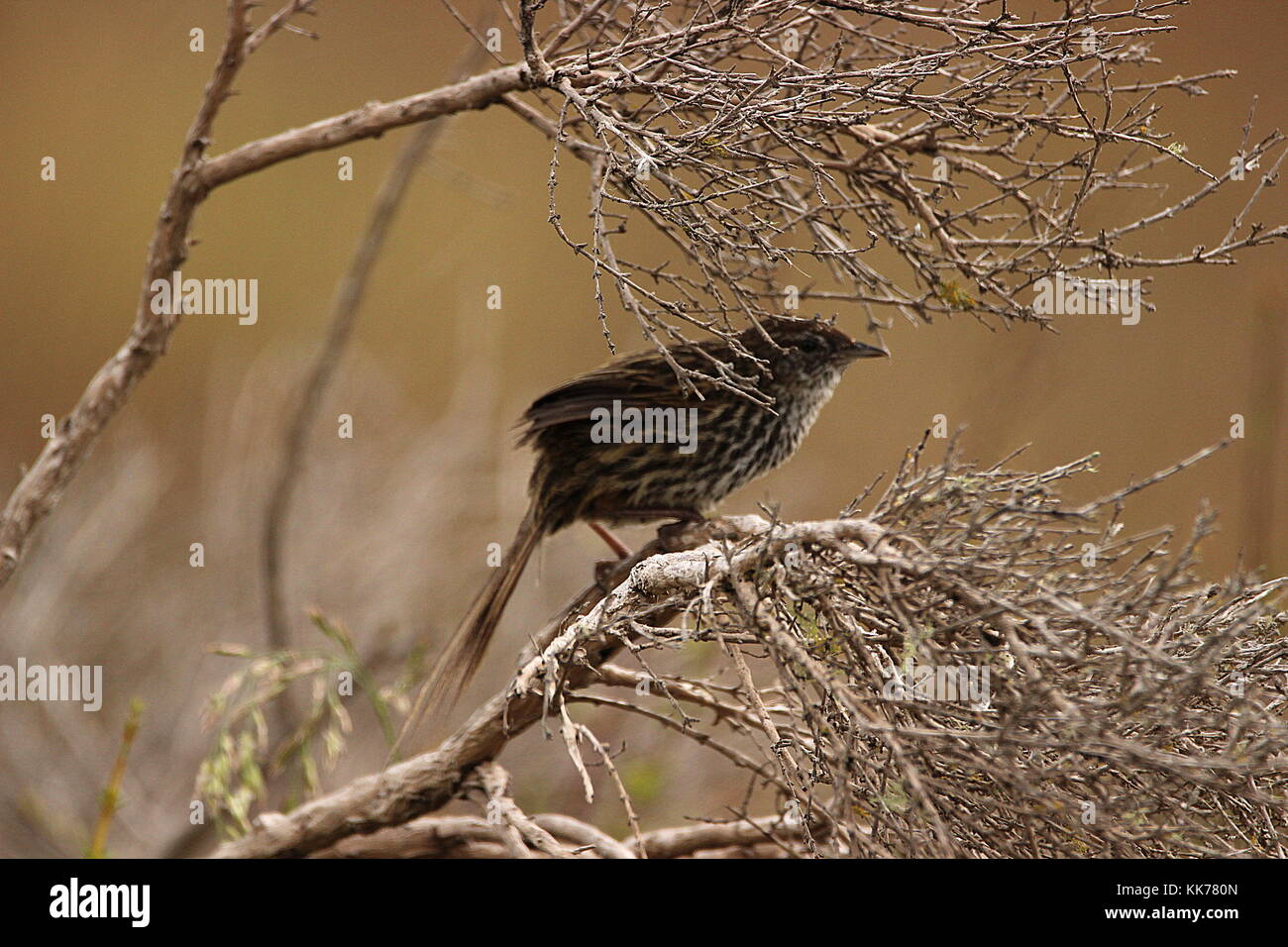 New Zealand fernbird Stock Photo - Alamy
