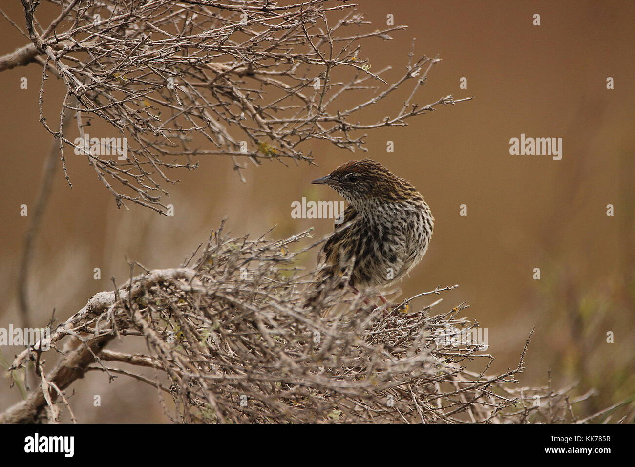 New Zealand fernbird Stock Photo - Alamy