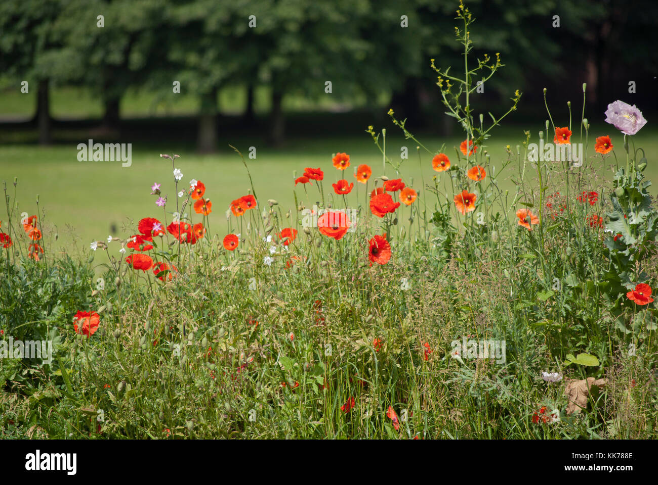 Wild flowers planted on roadside verge Coventry Stock Photo - Alamy