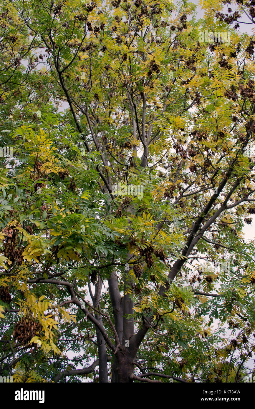 Fraxinus hi-res stock photography and images - Alamy