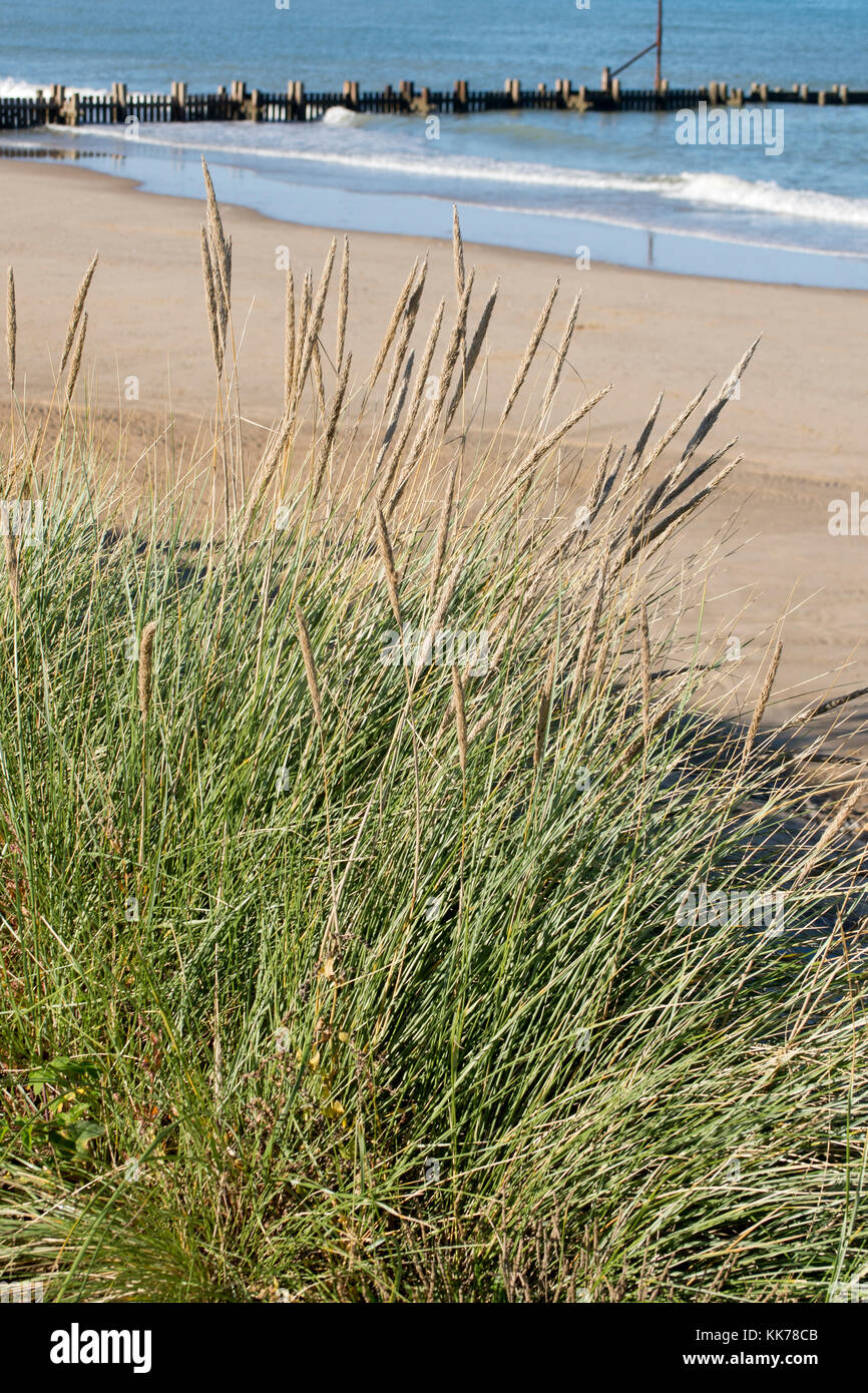 Arenaria hi-res stock photography and images - Alamy