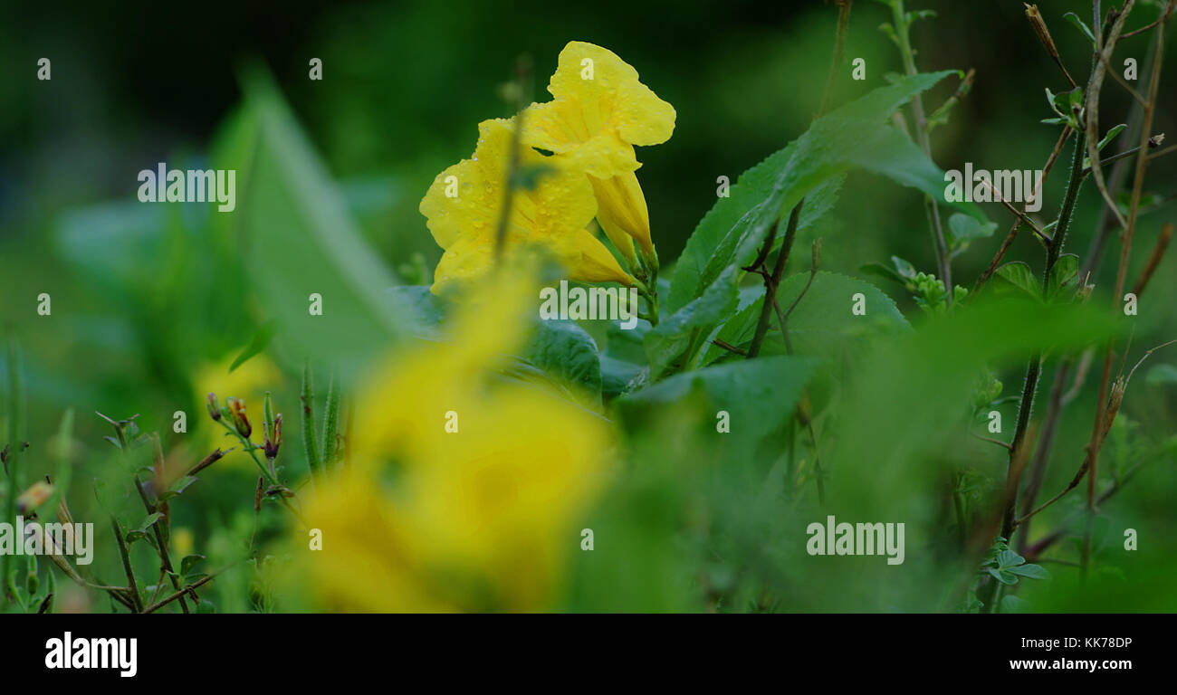 Soft Focus yellow flower Stock Photo - Alamy