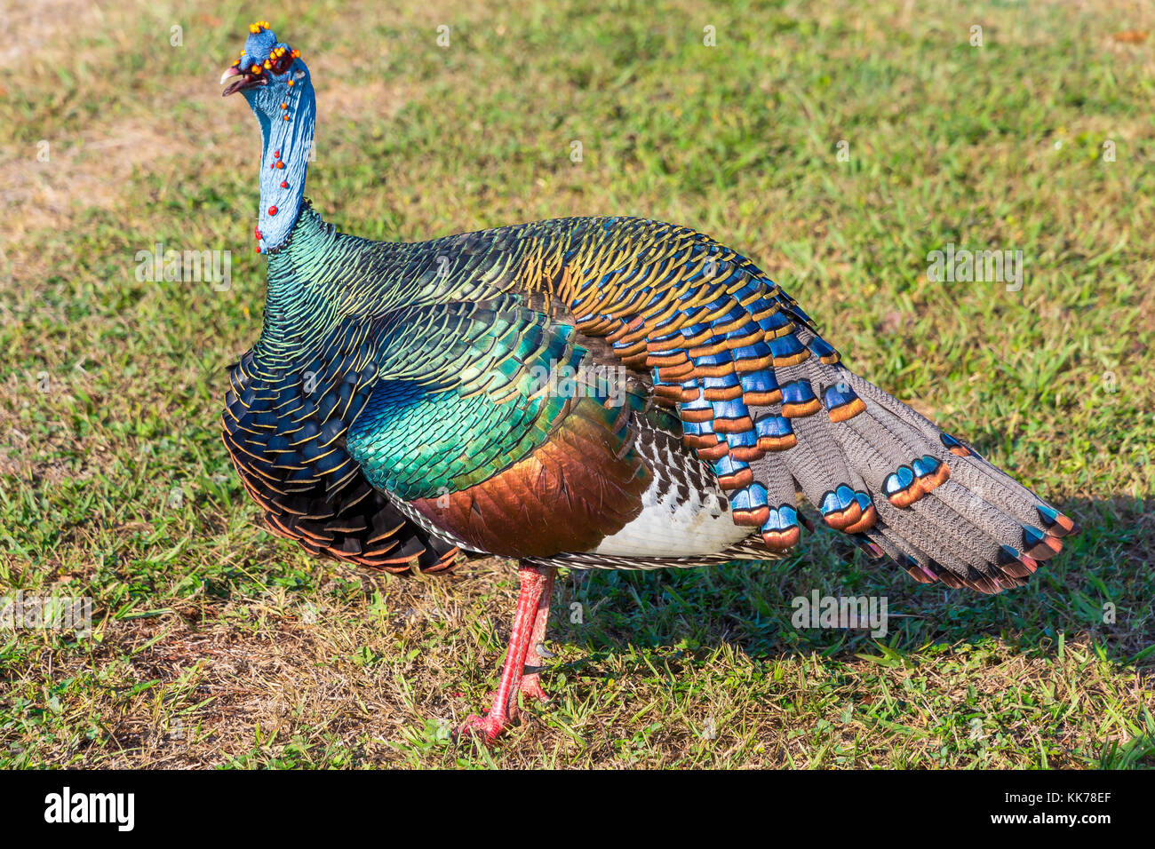 Ocellated Turkey | Tikal | Guatemala Stock Photo - Alamy