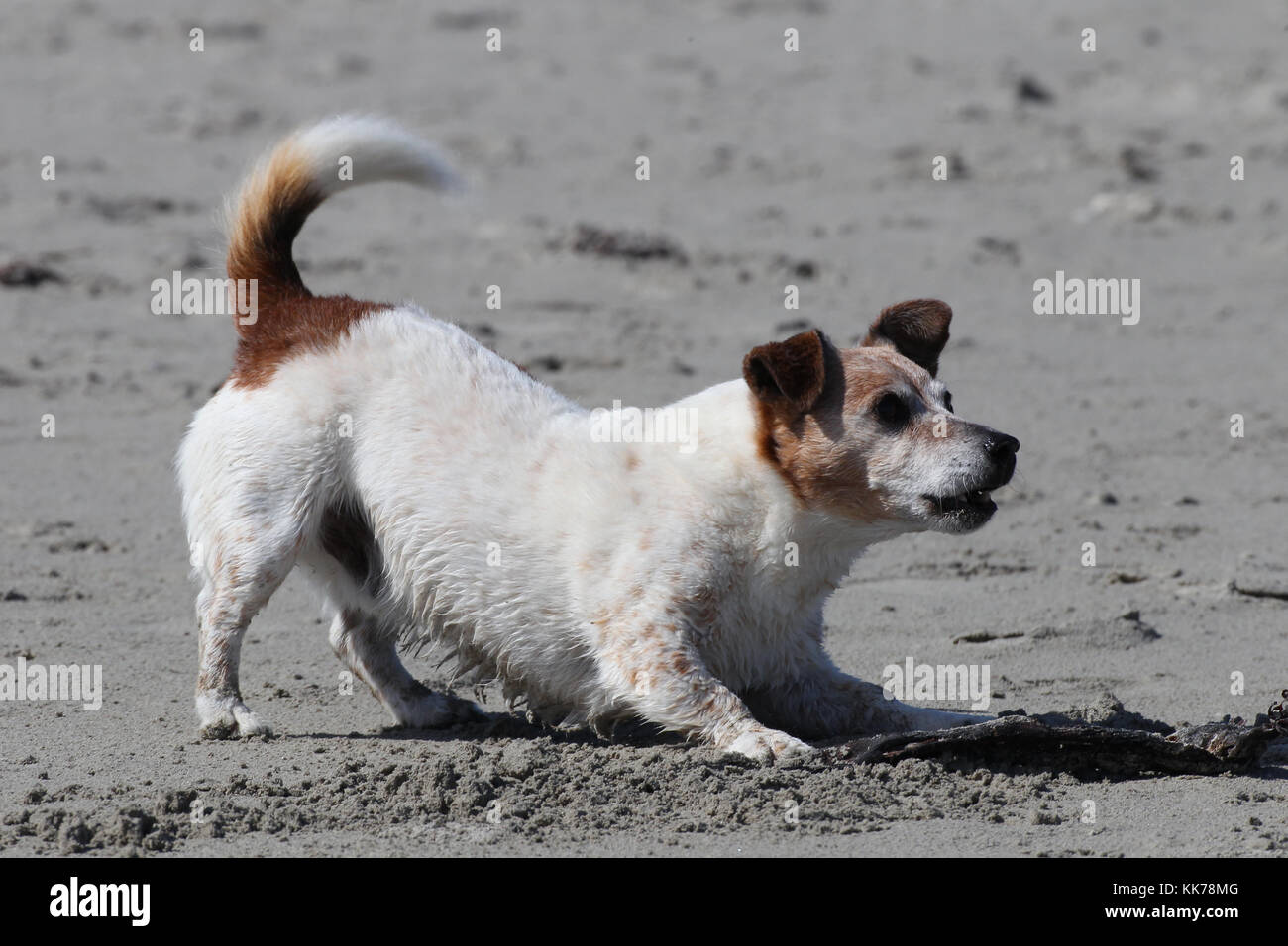 Jack Russell Barking High Resolution Stock Photography and Images - Alamy