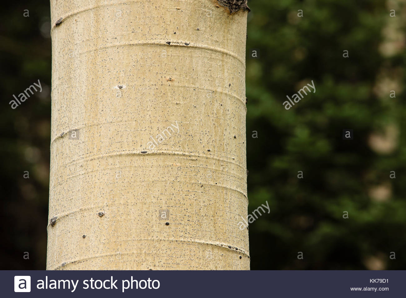 Smooth Tree Trunk Stock Photos & Smooth Tree Trunk Stock Images - Alamy