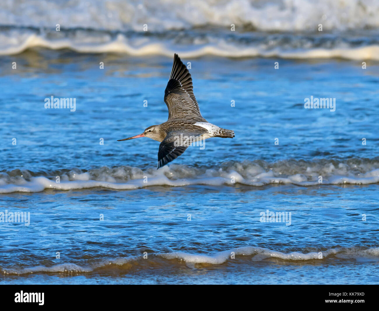 Bar-tailed Godwit Limosa lapponica in flight over the Wash Norfolk ...