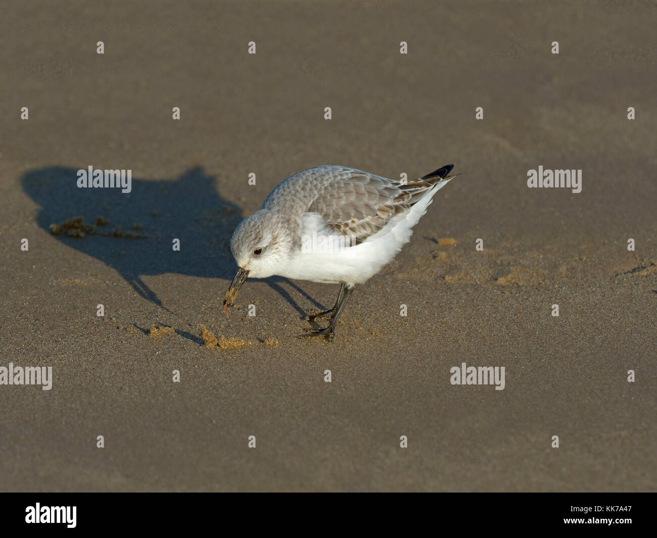 Sanderling Calidris alba running along the tideline Cromer Norfolk ...