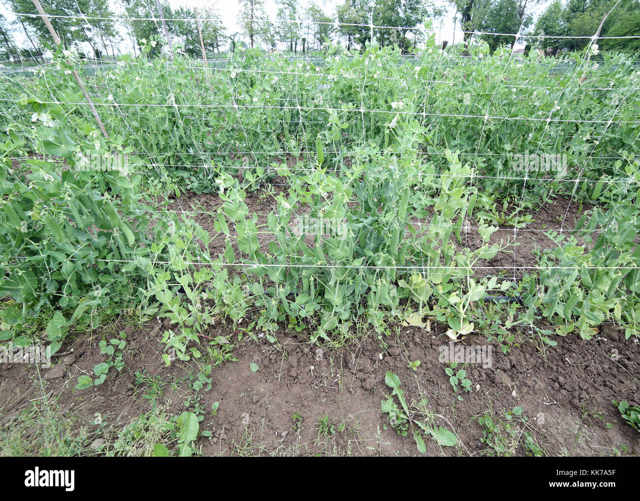 intensive cultivation of green peas plants with organic farming Stock ...