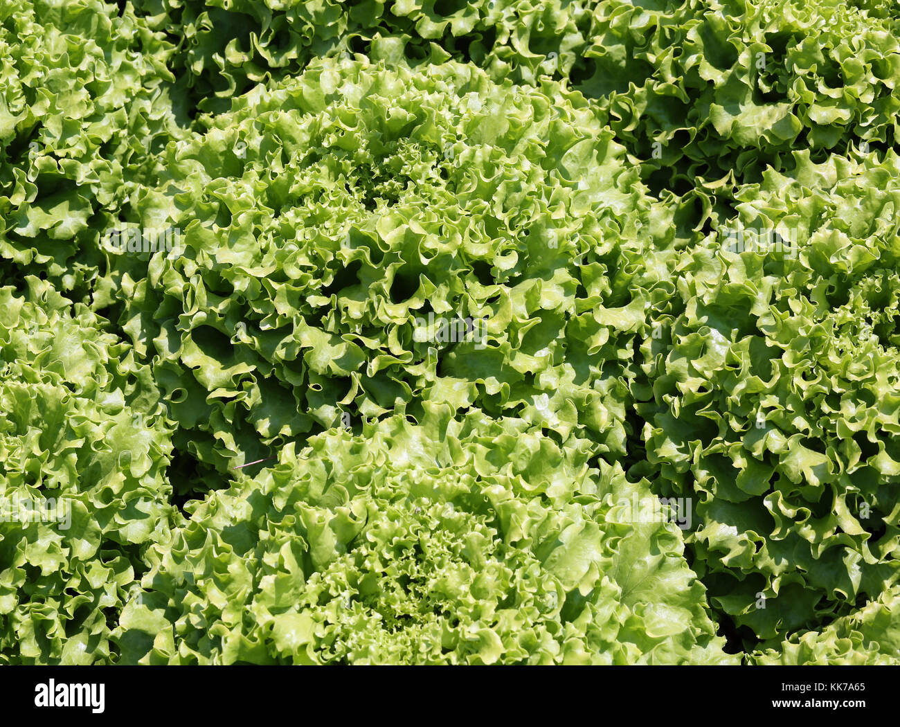 Background of many green fresh lettuce Stock Photo - Alamy