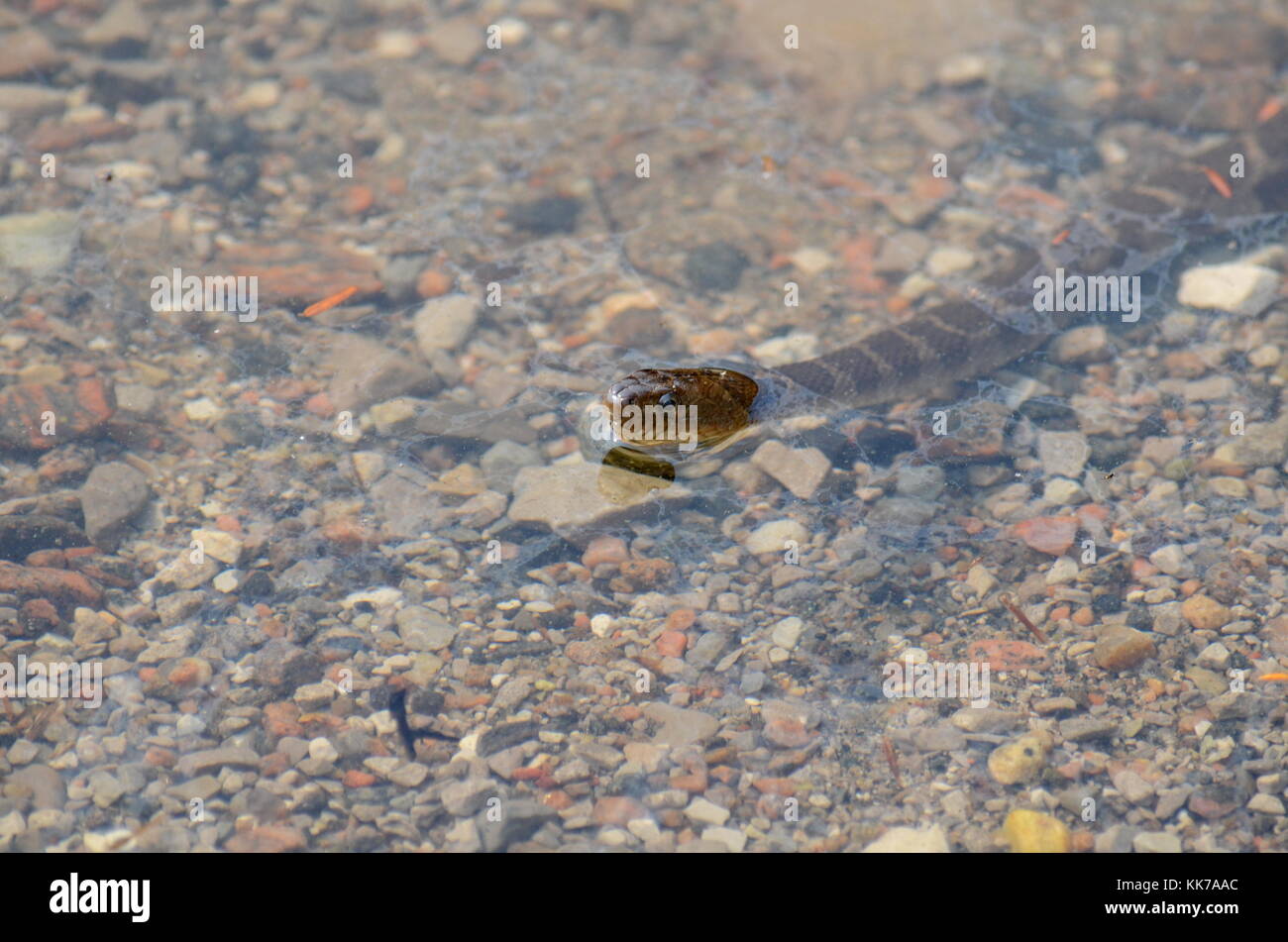 Northern Water Snake swimming in a lake Stock Photo - Alamy