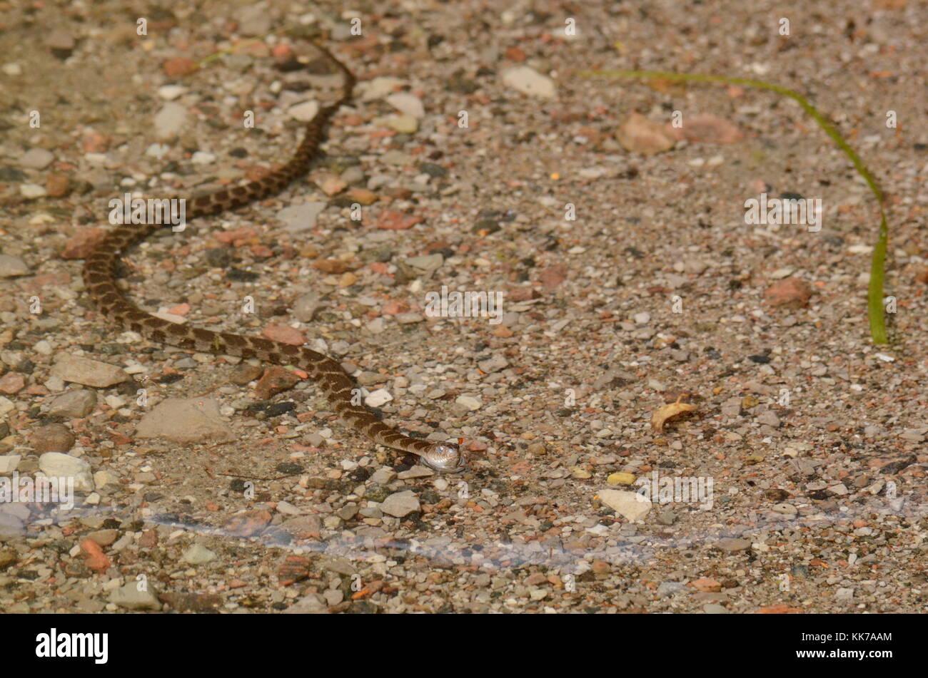 Northern Water Snake swimming in a lake Stock Photo - Alamy