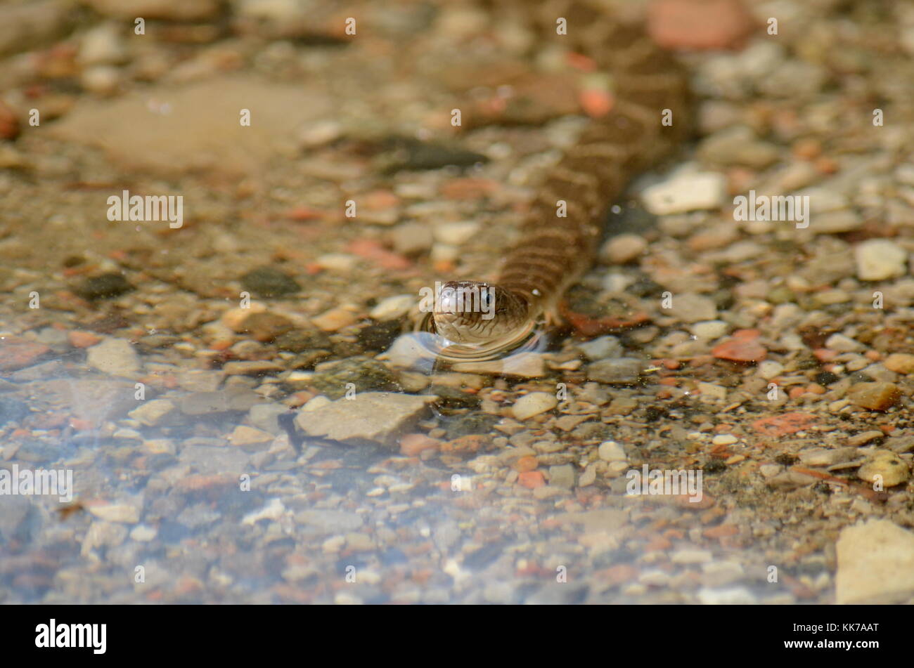 Northern Water Snake swimming in a lake Stock Photo - Alamy