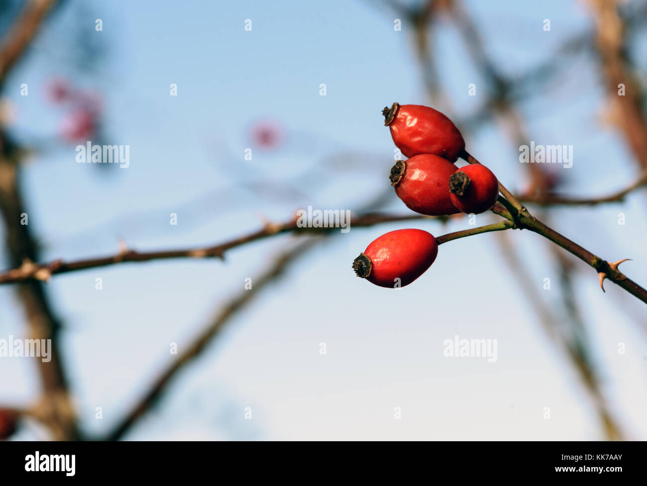 Red rosehips in a hedge in nature in early winter with defocused ...