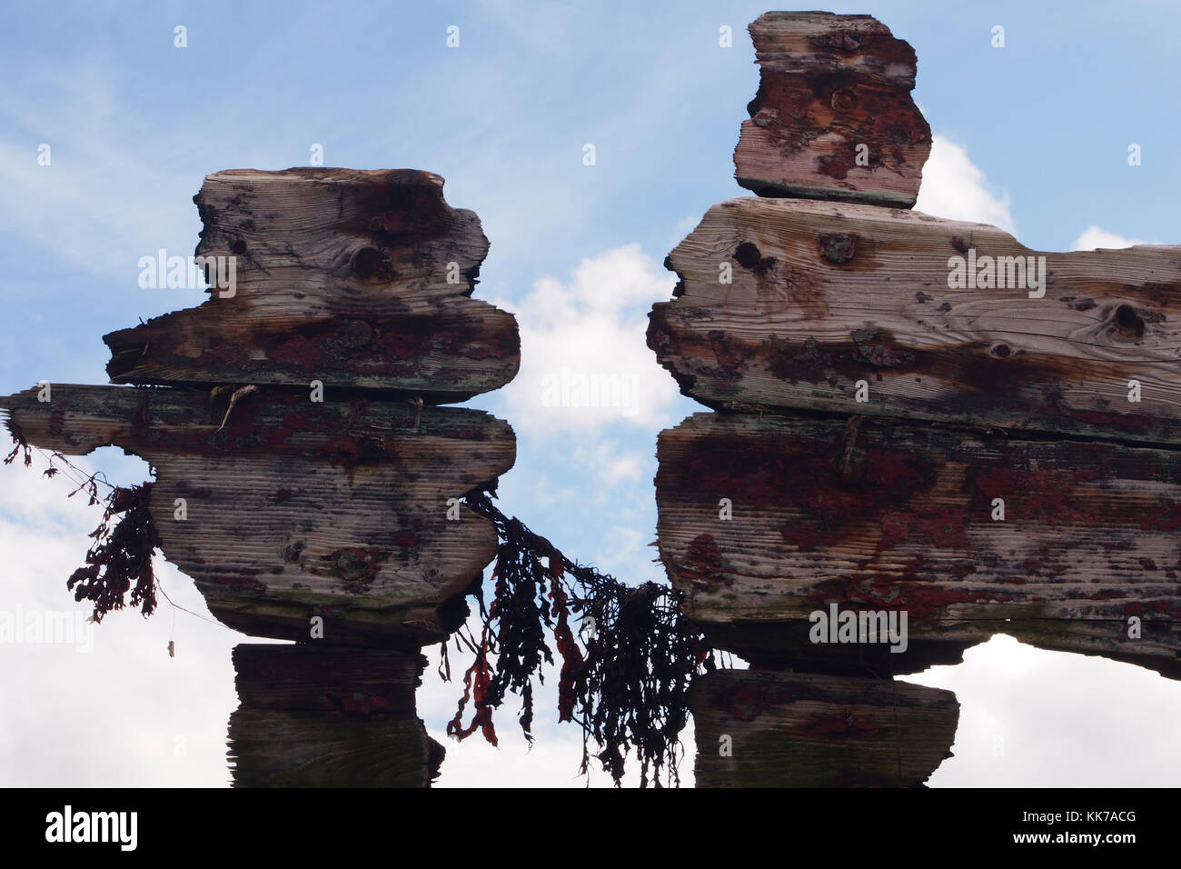 Timber rotting on a shipwrecked ship, Scotland Stock Photo - Alamy
