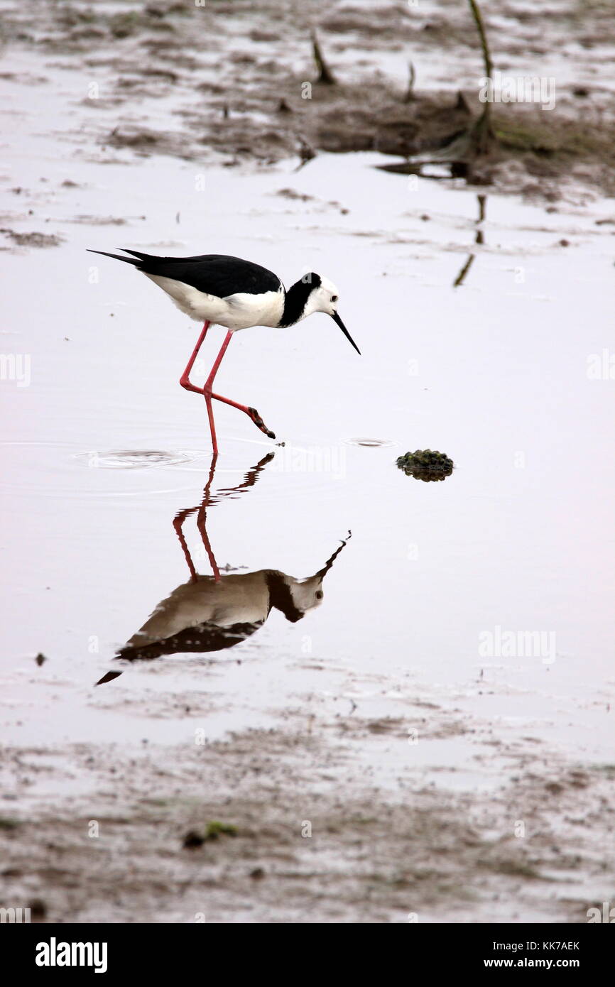New Zealand pied stilt feeding Stock Photo - Alamy