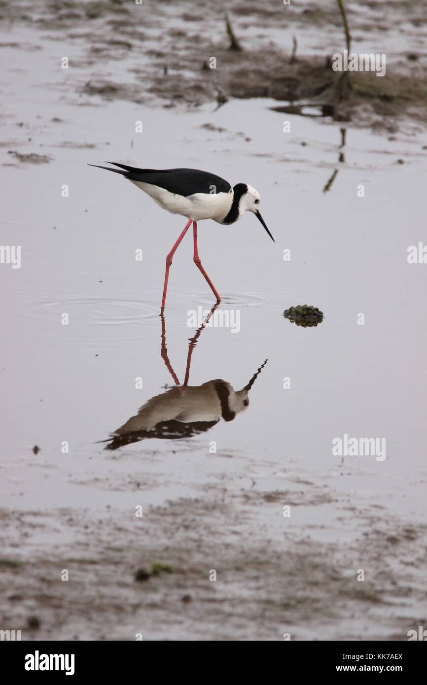 New Zealand pied stilt feeding Stock Photo - Alamy