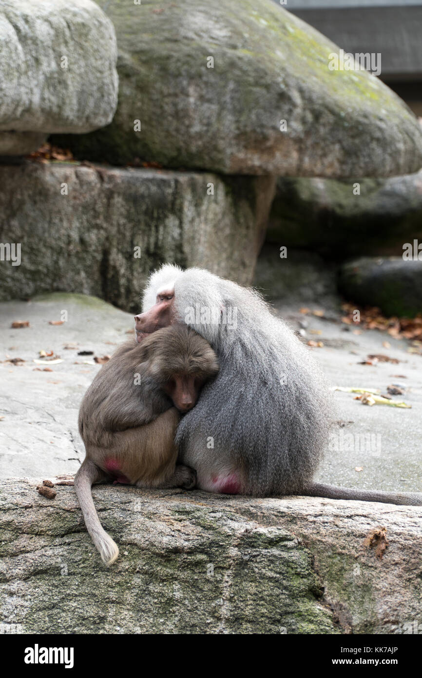 Two baboons cuddle on a rock Stock Photo - Alamy