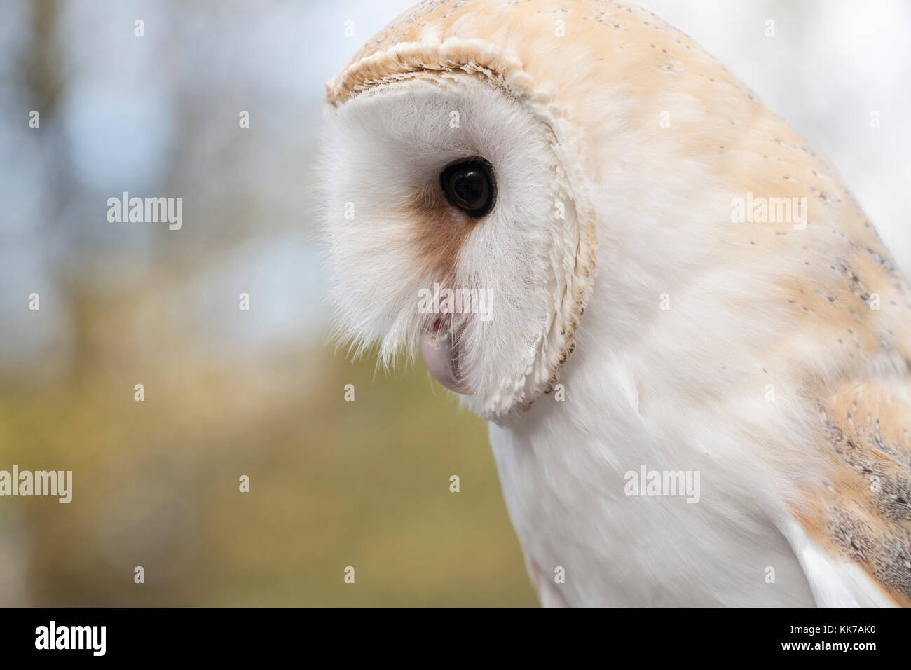 Barn owl side portrait hi-res stock photography and images - Alamy