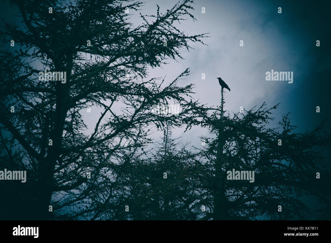 Crow bird birds hi-res stock photography and images - Alamy