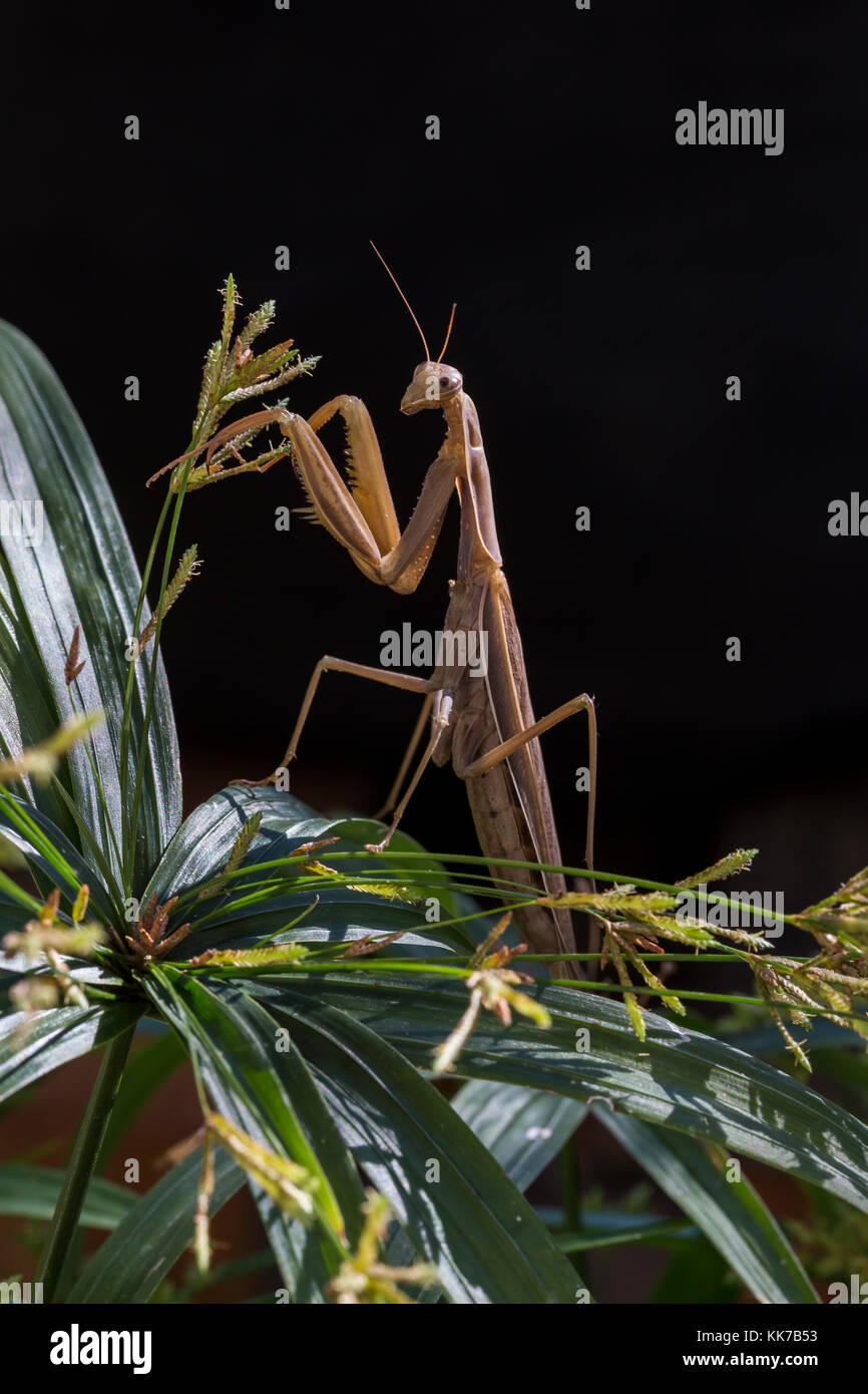 Praying mantis eyes hi-res stock photography and images - Alamy