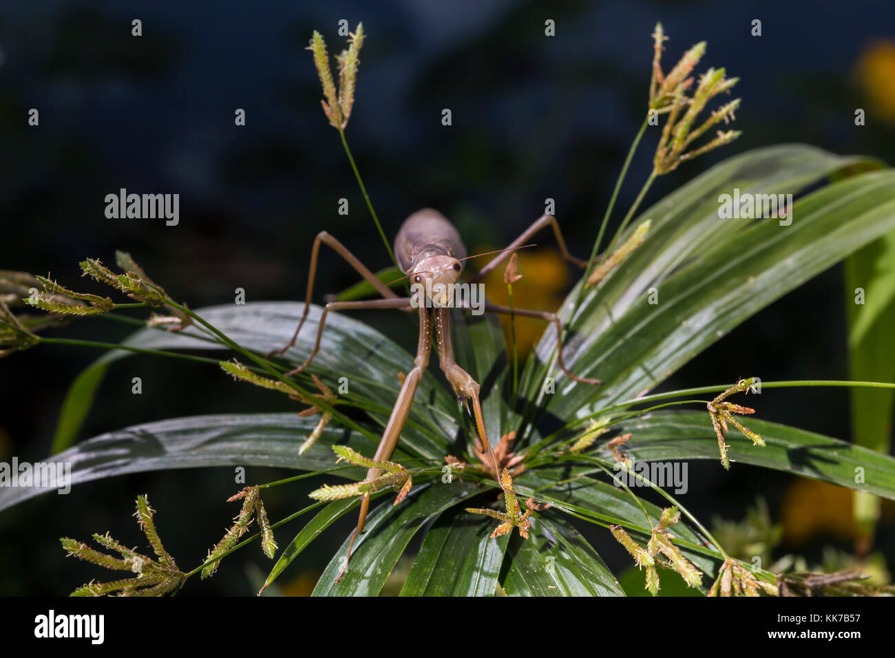 1, one, praying mantis, praying mantid, Novato, Marin County ...