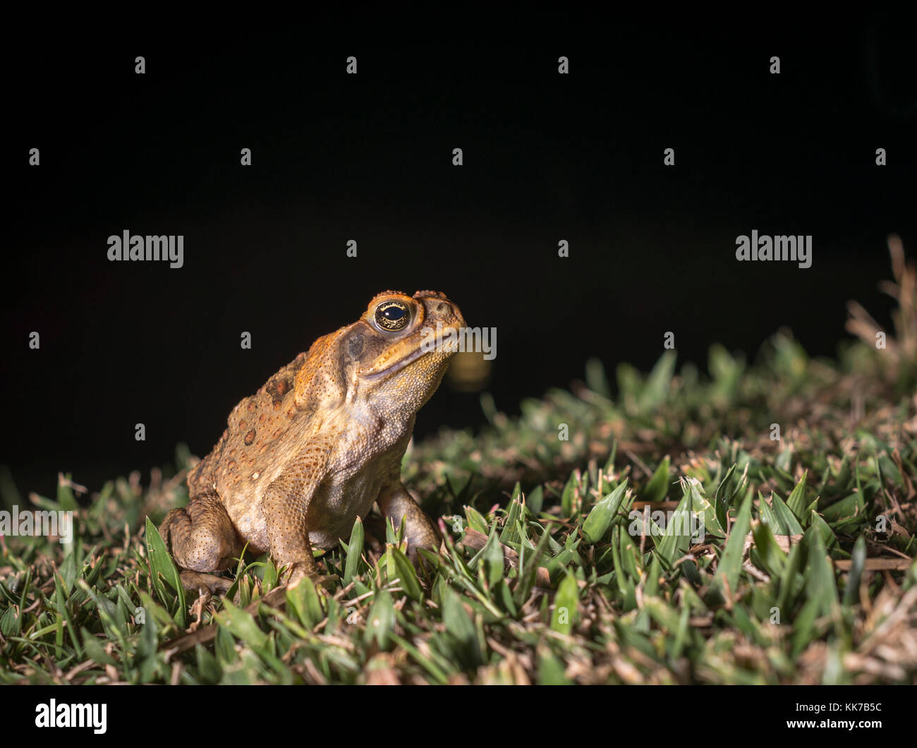 Cane toad at night Stock Photo - Alamy