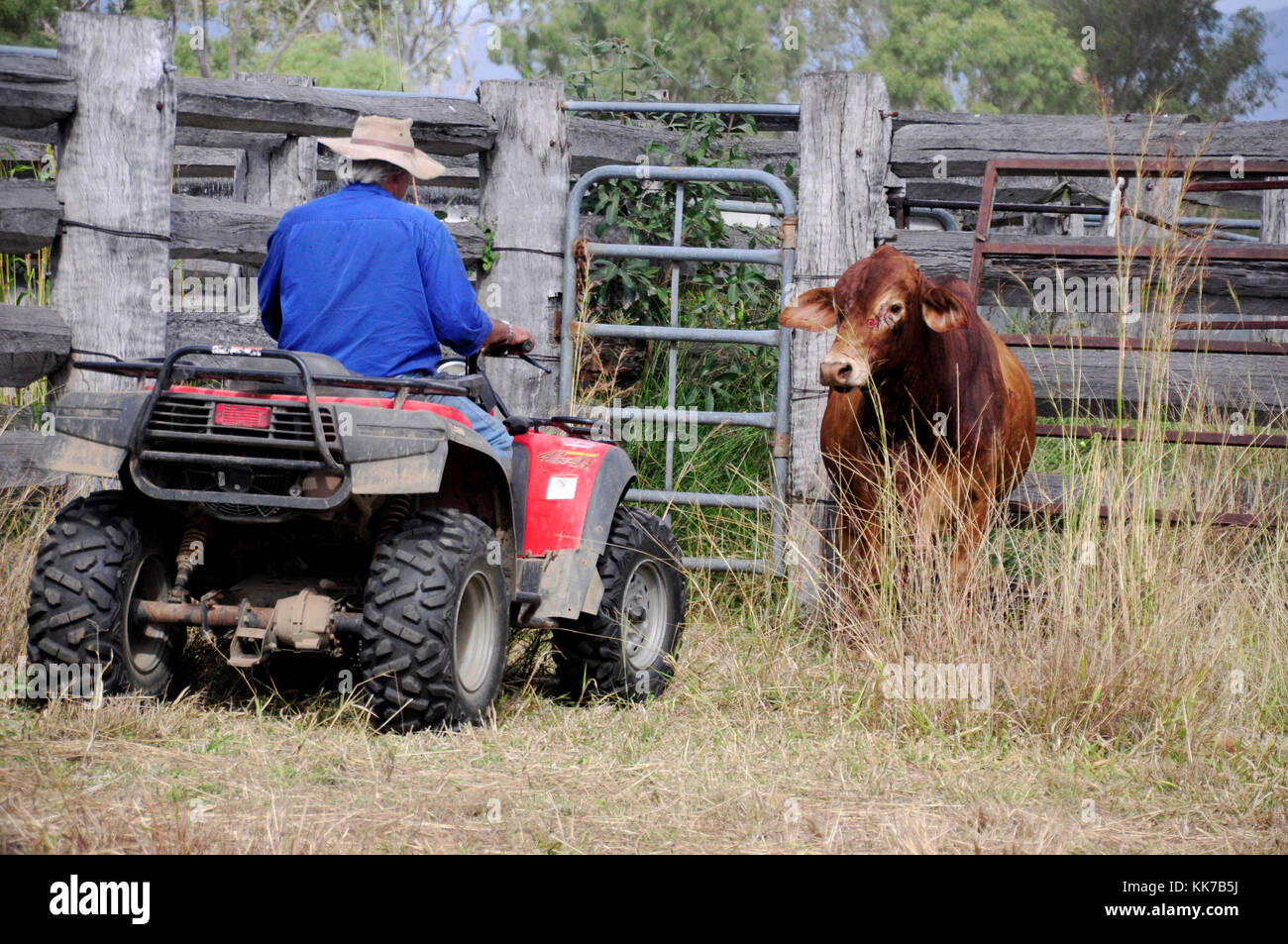 Bull Wheel High Resolution Stock Photography and Images - Alamy