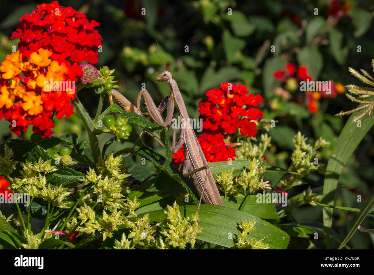 1, one, praying mantis, praying mantid, Novato, Marin County ...