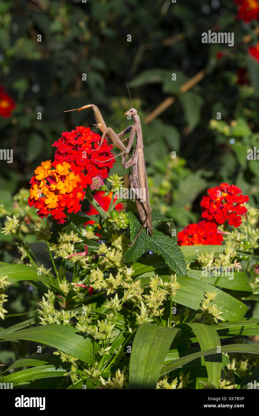 1, one, praying mantis, praying mantid, Novato, Marin County ...