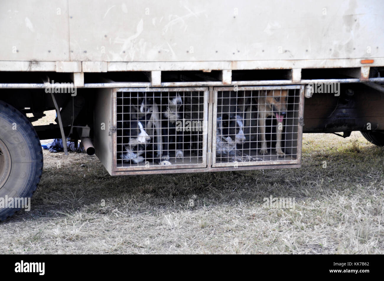 AUSTRALIAN CATTLE DOGS, OUR BEST MATES Stock Photo - Alamy