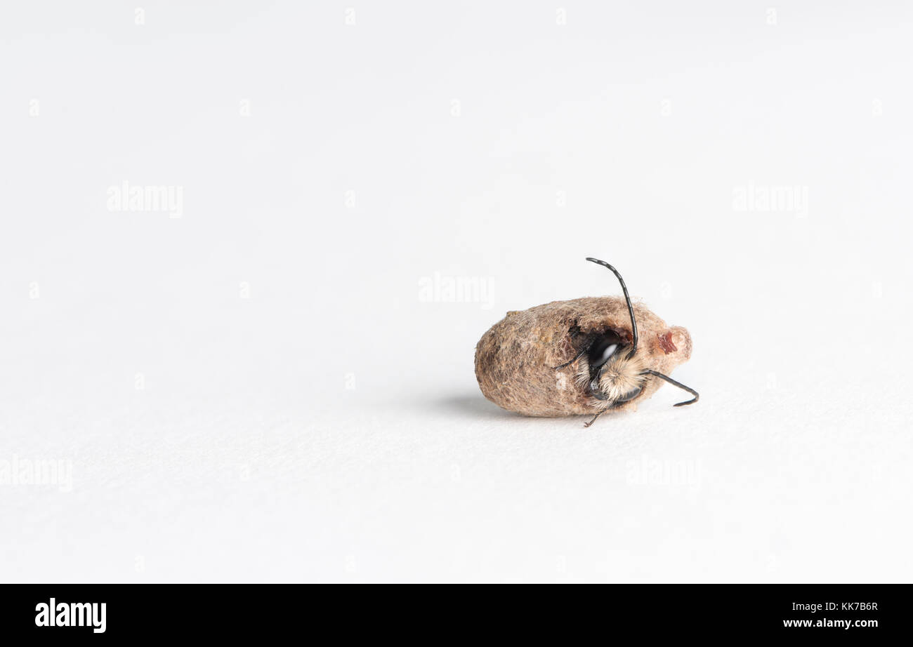 A mason bee starting to emerge from it's cocoon, on a white background ...