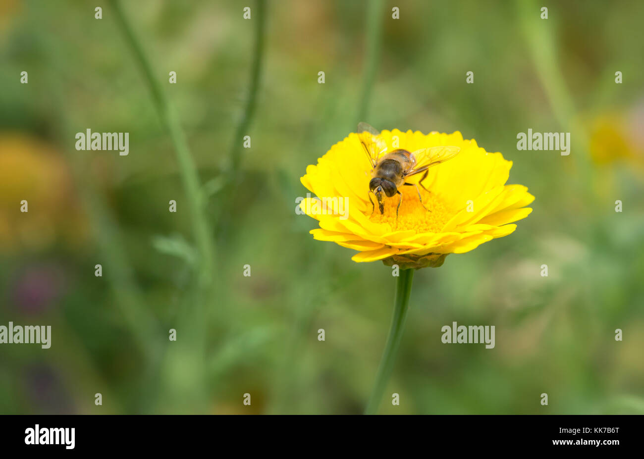 Drone fly (Eristalis arbustorum) on a yellow flower Stock Photo - Alamy