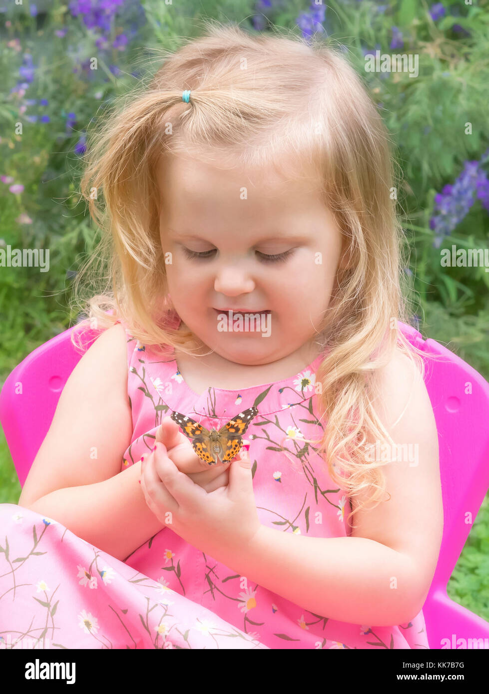 Lady finger and lady finger flower hi-res stock photography and images ...