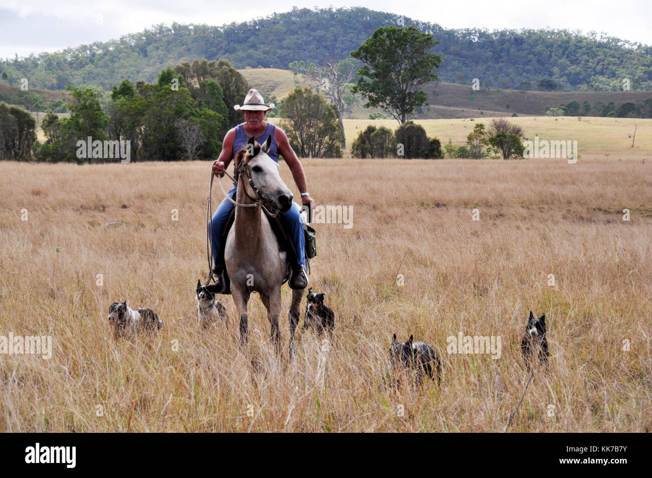 STOCK MAN. CATTLE MEN Stock Photo - Alamy