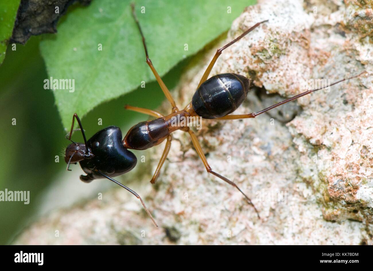 Large wood ant with decapitated ant attached to antenna Stock Photo - Alamy
