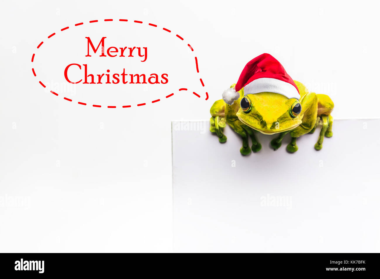 frog with Christmas hat isolated on white background Stock Photo - Alamy