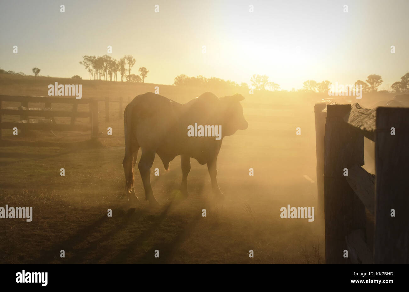 SUNSET AND DUST ON THE CATTLE Stock Photo - Alamy