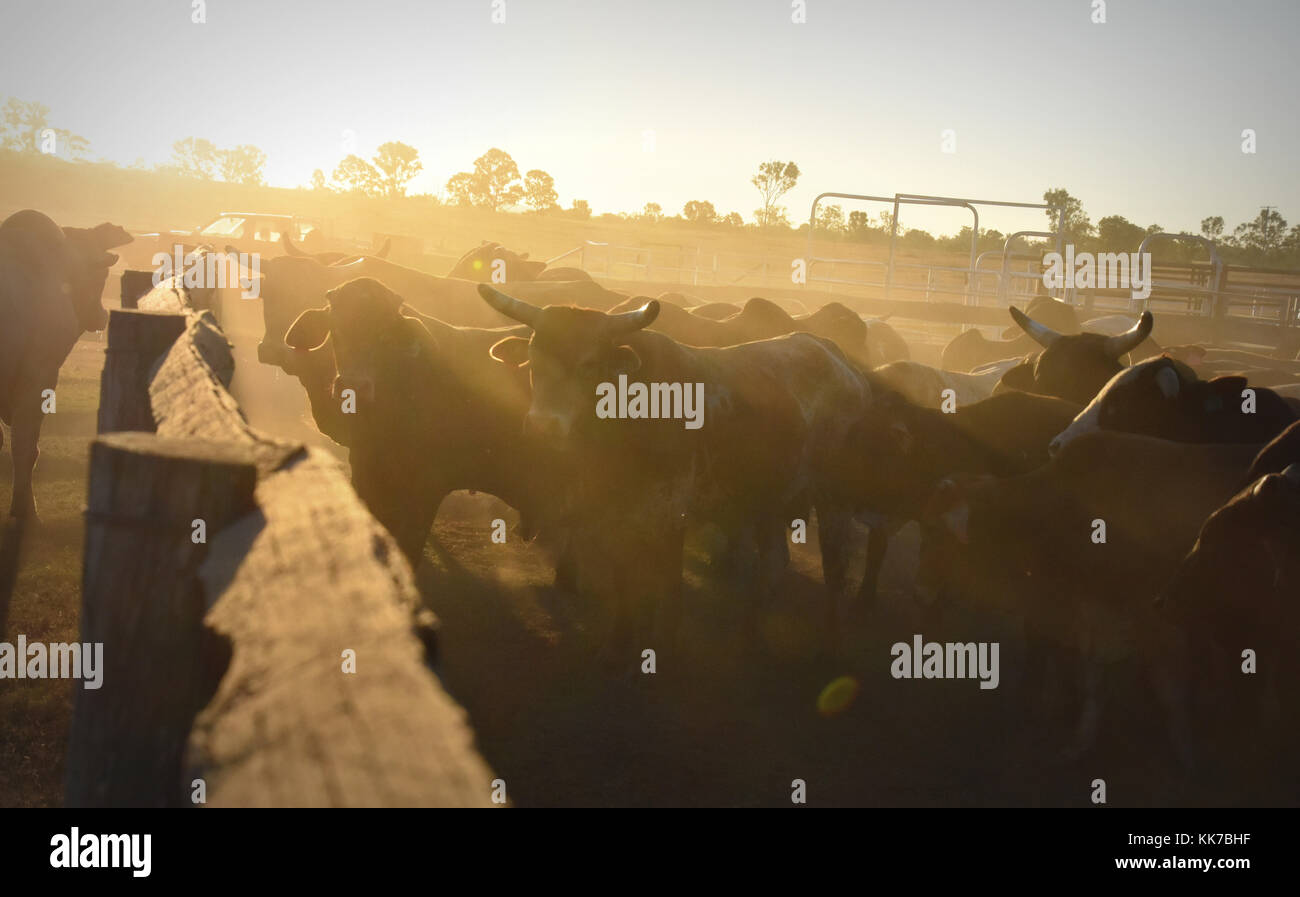 Cattle station yards hi-res stock photography and images - Alamy