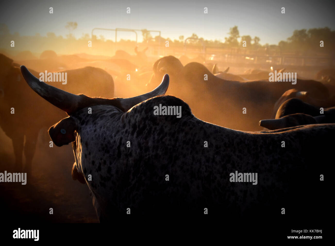 SUNSET AND DUST ON CATTLE IN YARDS Stock Photo - Alamy
