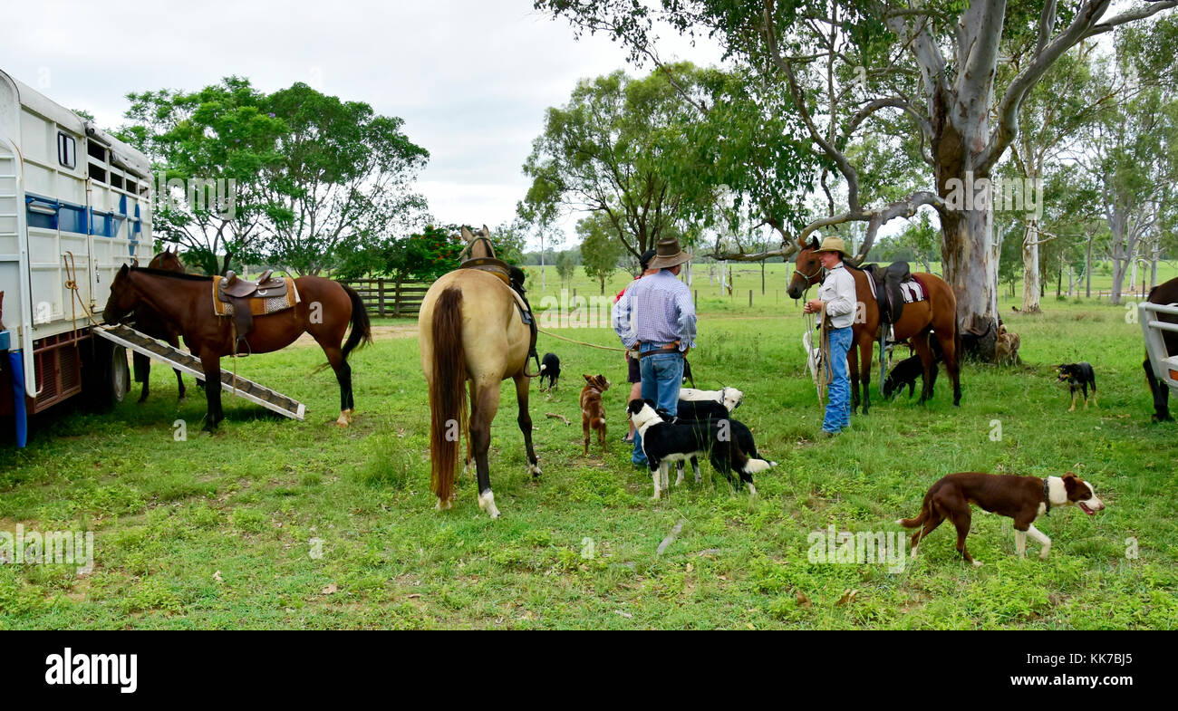 STOCK MAN. CATTLE MEN. RINGERS Stock Photo - Alamy
