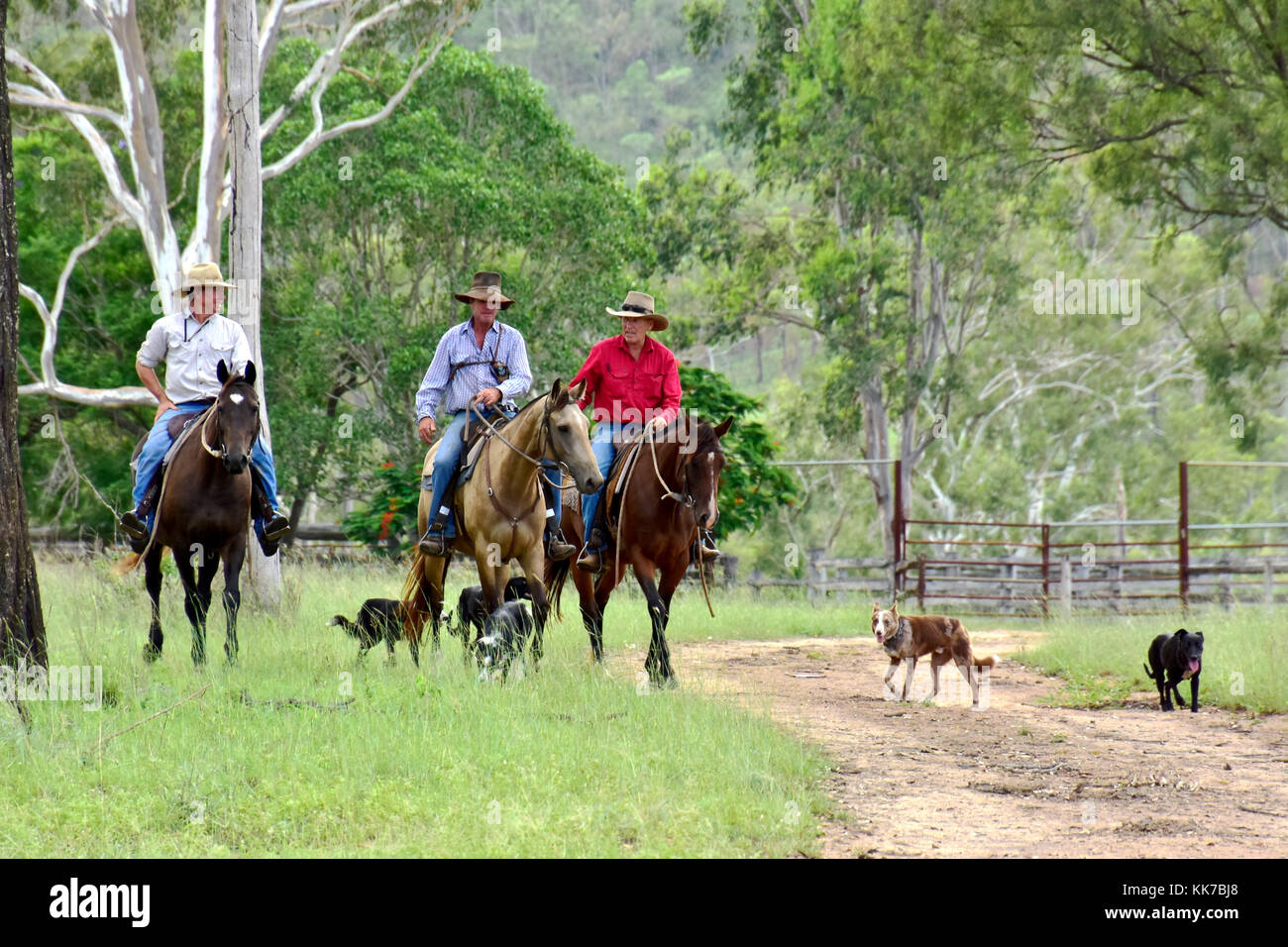 STOCK MAN. CATTLE MEN. RINGERS Stock Photo - Alamy