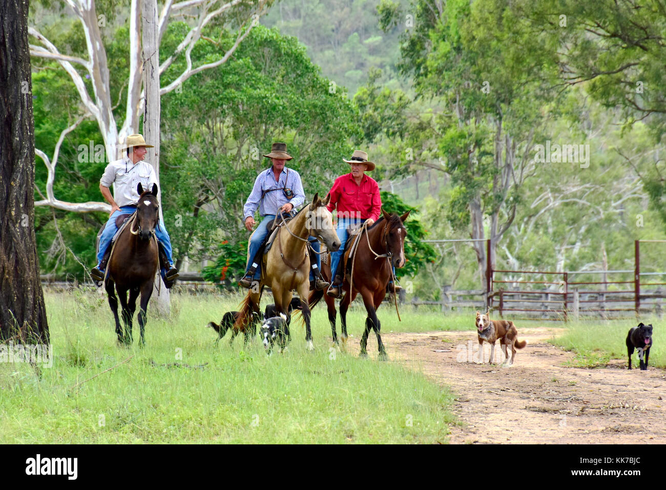 STOCK MAN. CATTLE MEN. RINGERS Stock Photo - Alamy