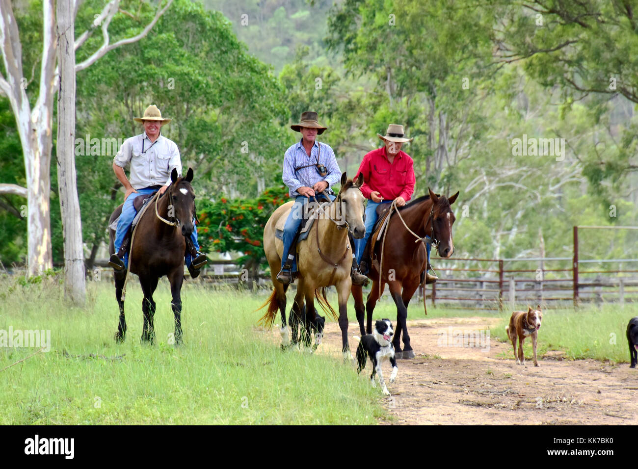 Australian cattle station working dogs hi-res stock photography and ...