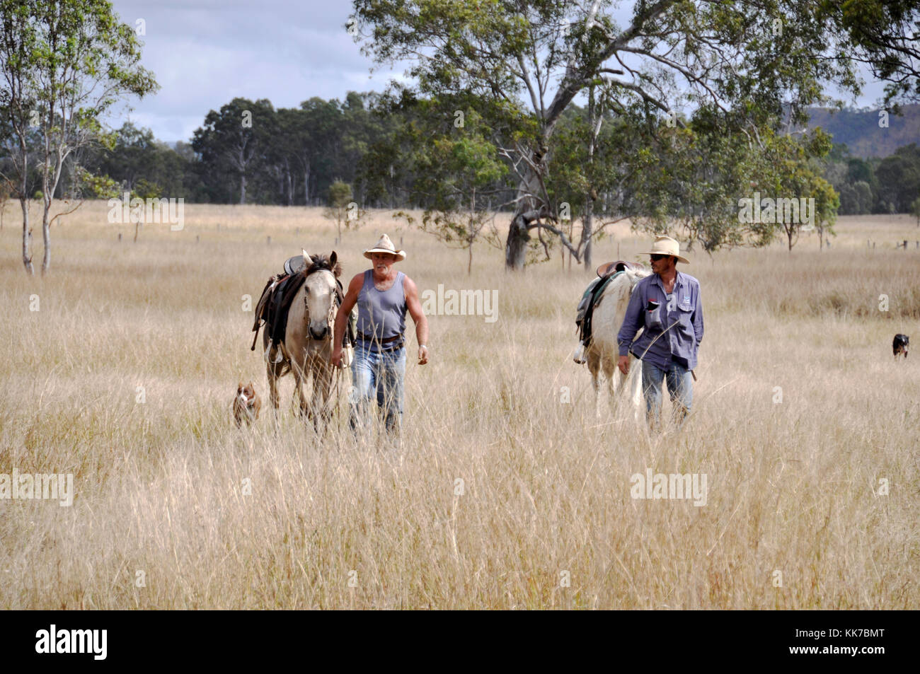 STOCK MAN. CATTLE MEN. RINGERS Stock Photo - Alamy