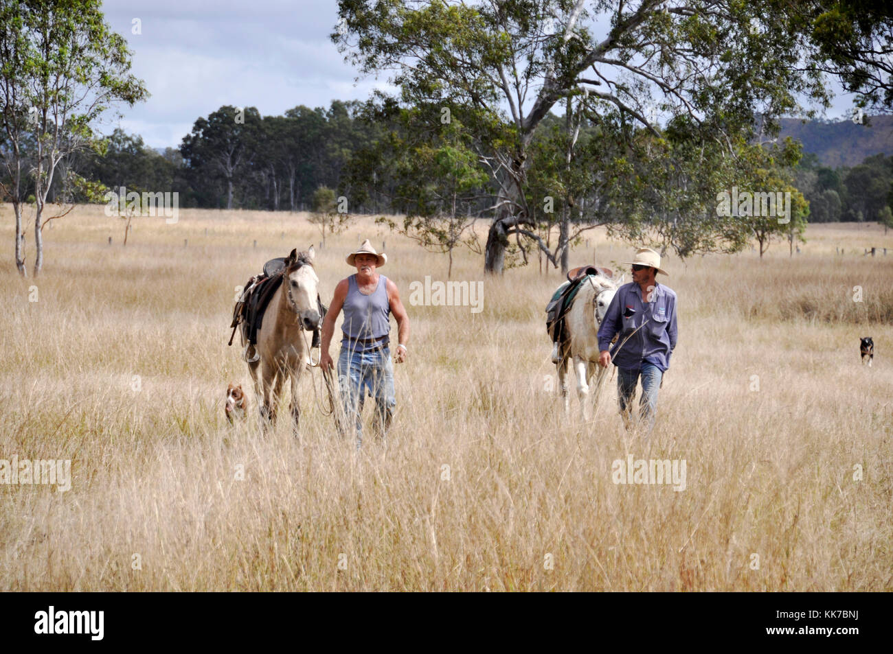 STOCK MAN. CATTLE MEN. RINGERS Stock Photo - Alamy